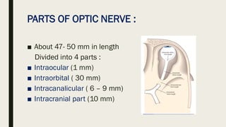 ANATOMY OF OPTIC NERVE.pdf ophthalmology topic | PDF