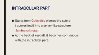 ANATOMY OF OPTIC NERVE.pdf ophthalmology topic | PDF | Eye and Vision ...
