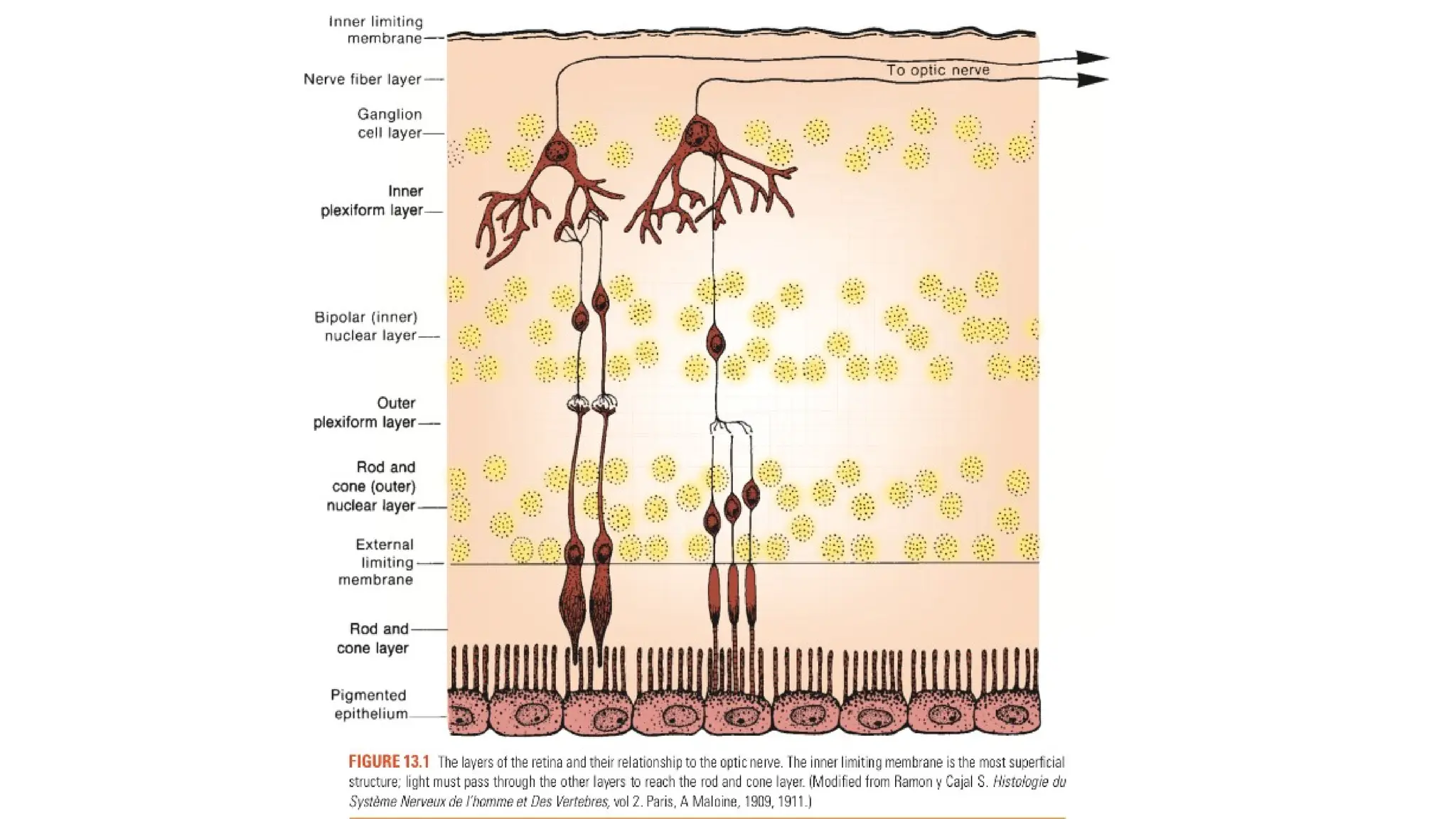 ANATOMY OF OPTIC NERVE AND VISUAL PATHWAY-1.pptx