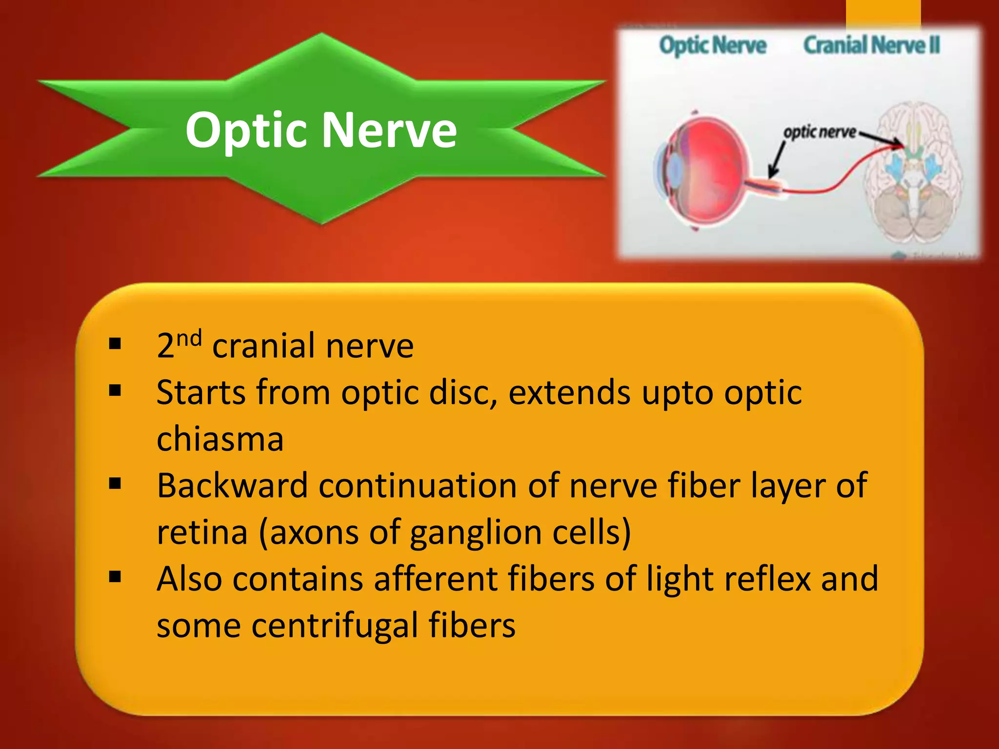 Anatomy of optic nerve (Optic Nerve Anatomy), Blood Supply & Clinical ...