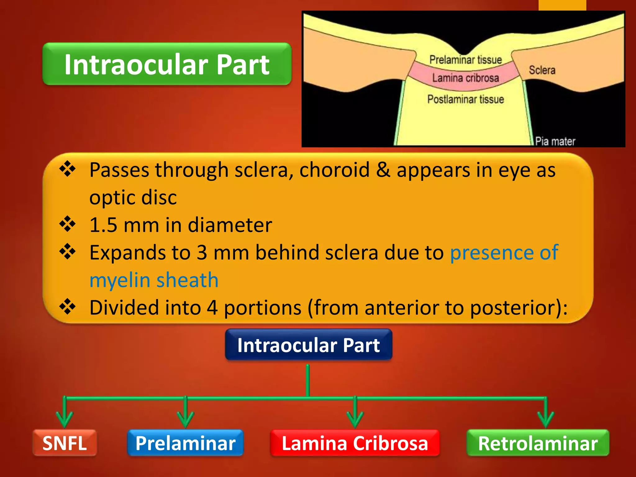 Anatomy of optic nerve (Optic Nerve Anatomy), Blood Supply & Clinical ...