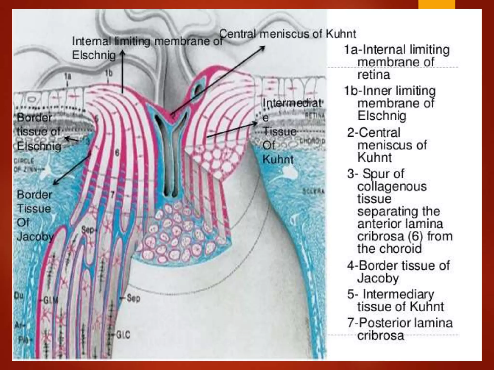 Anatomy of optic nerve (Optic Nerve Anatomy), Blood Supply & Clinical ...