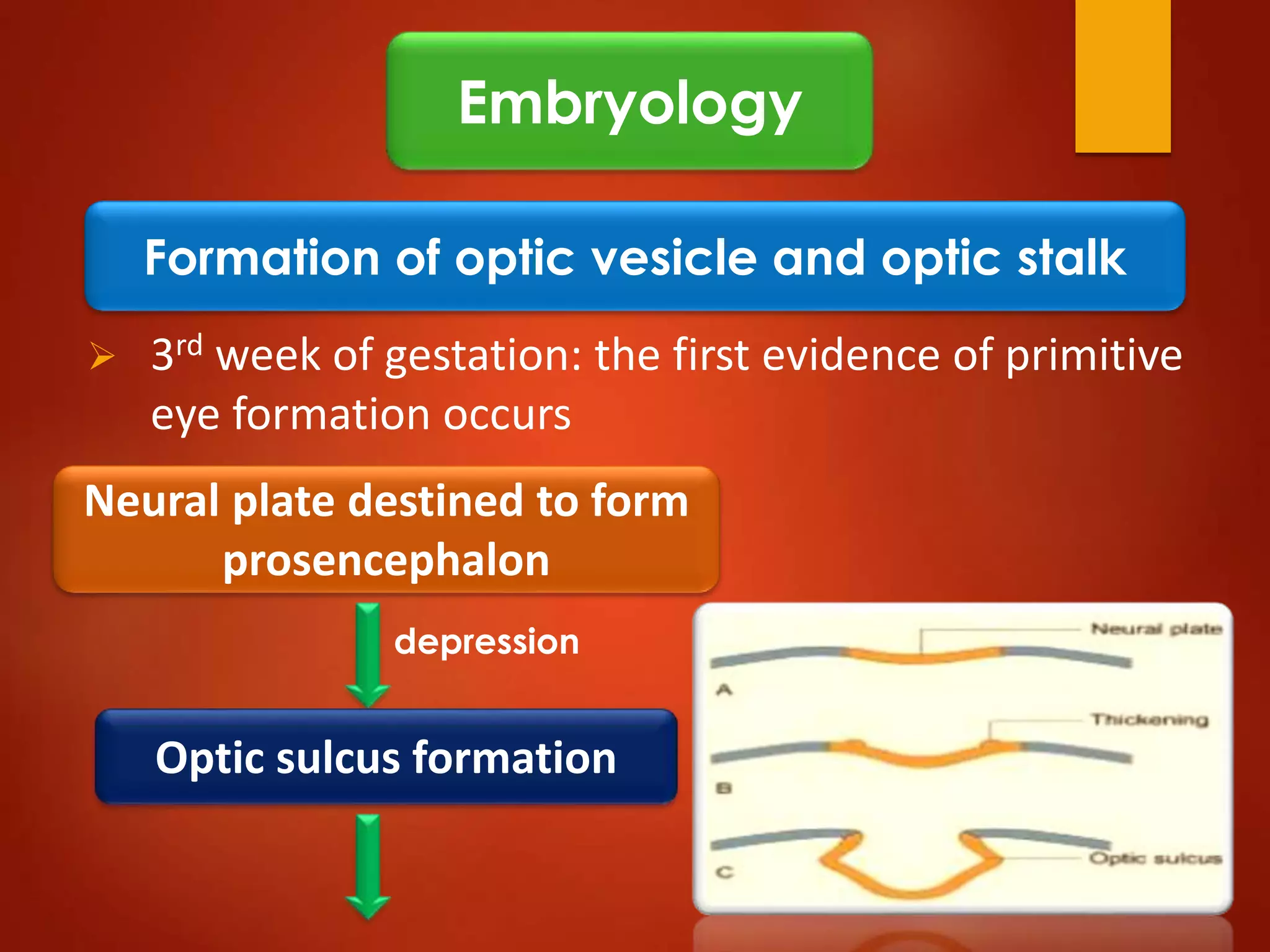 Anatomy of optic nerve (Optic Nerve Anatomy), Blood Supply & Clinical ...
