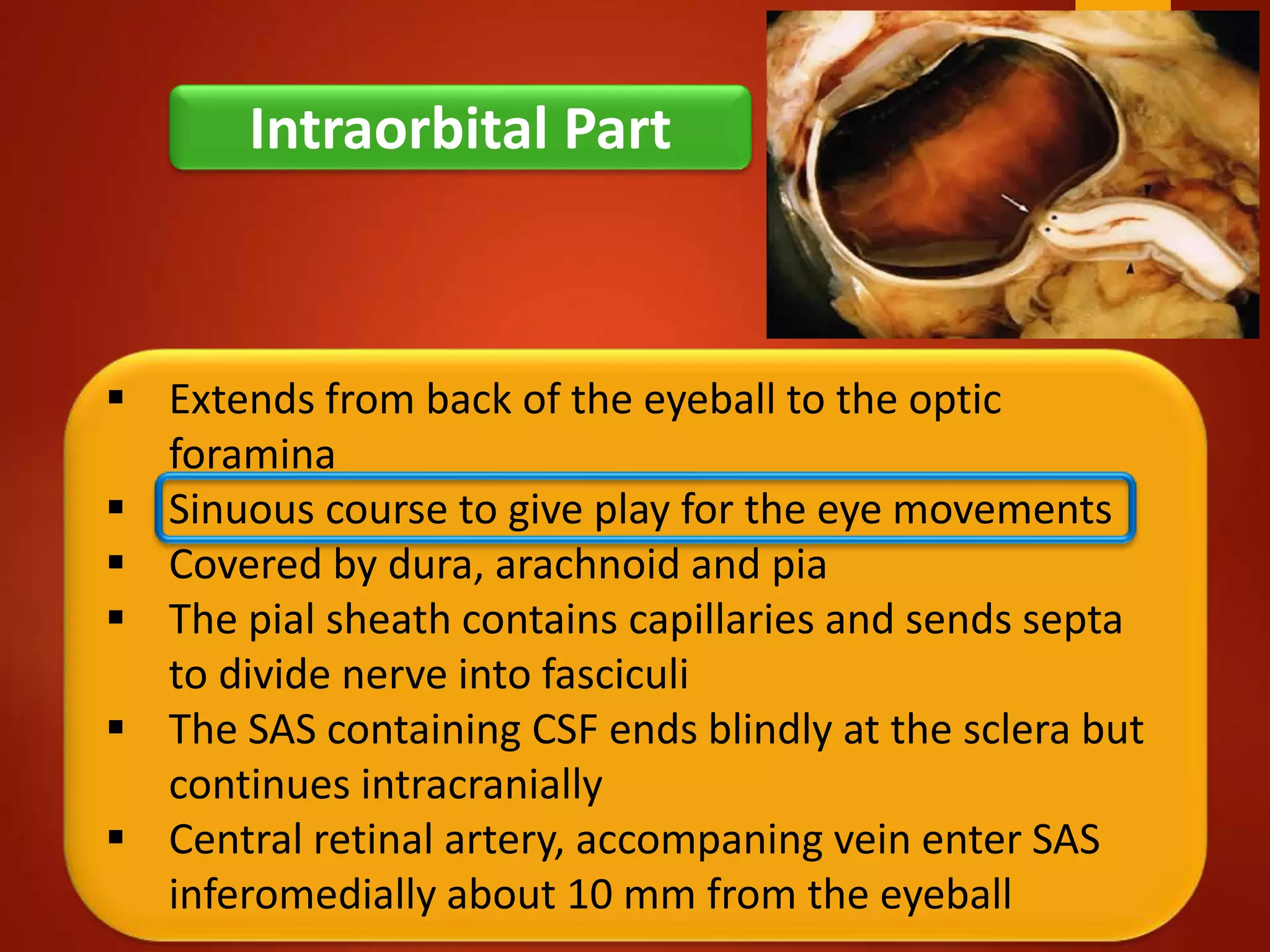 Anatomy of optic nerve (Optic Nerve Anatomy), Blood Supply & Clinical ...