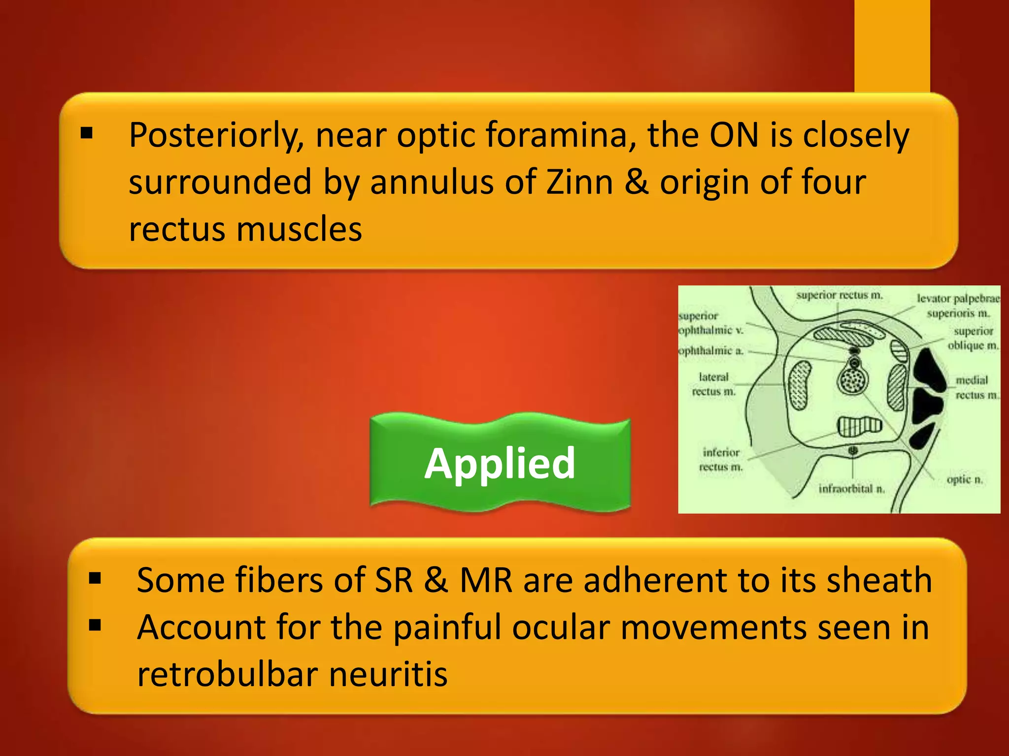 Anatomy of optic nerve (Optic Nerve Anatomy), Blood Supply & Clinical ...