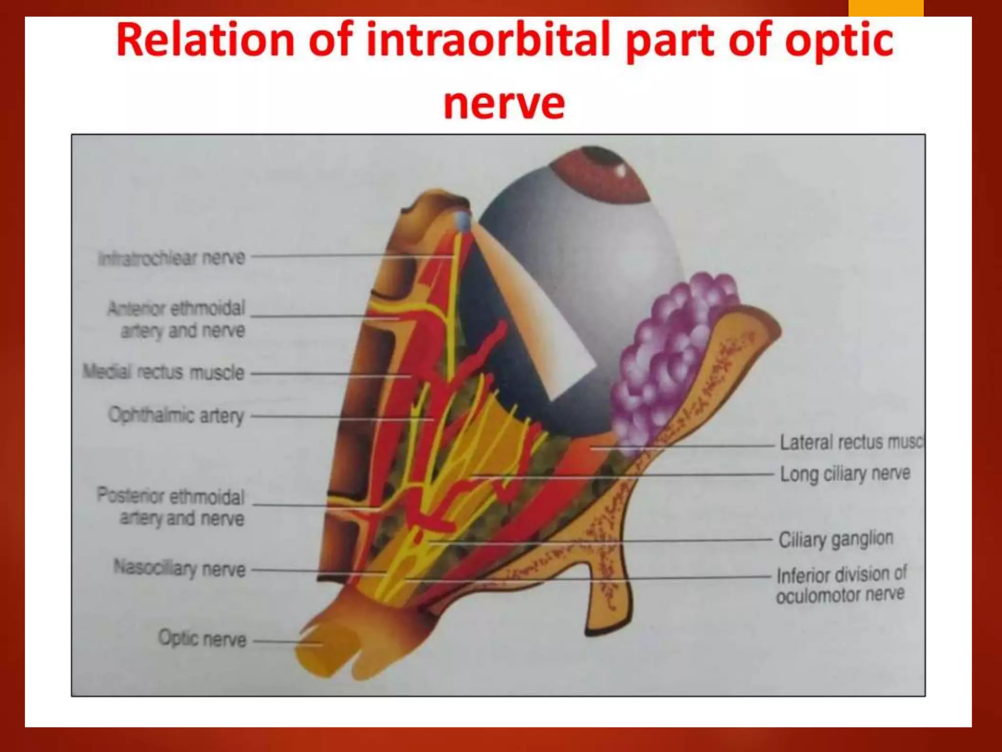 Anatomy of optic nerve (Optic Nerve Anatomy), Blood Supply & Clinical ...