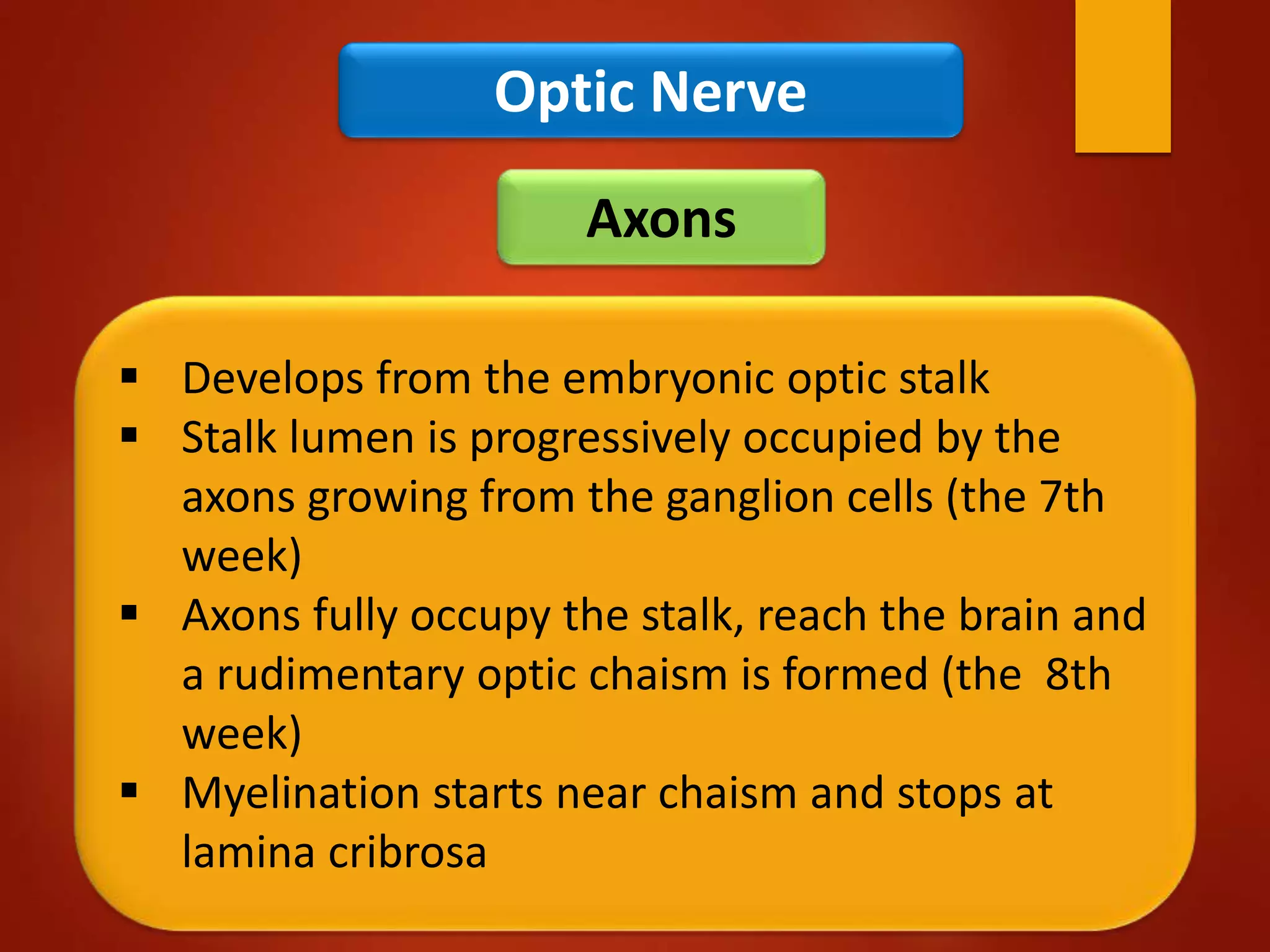 Anatomy of optic nerve (Optic Nerve Anatomy), Blood Supply & Clinical ...