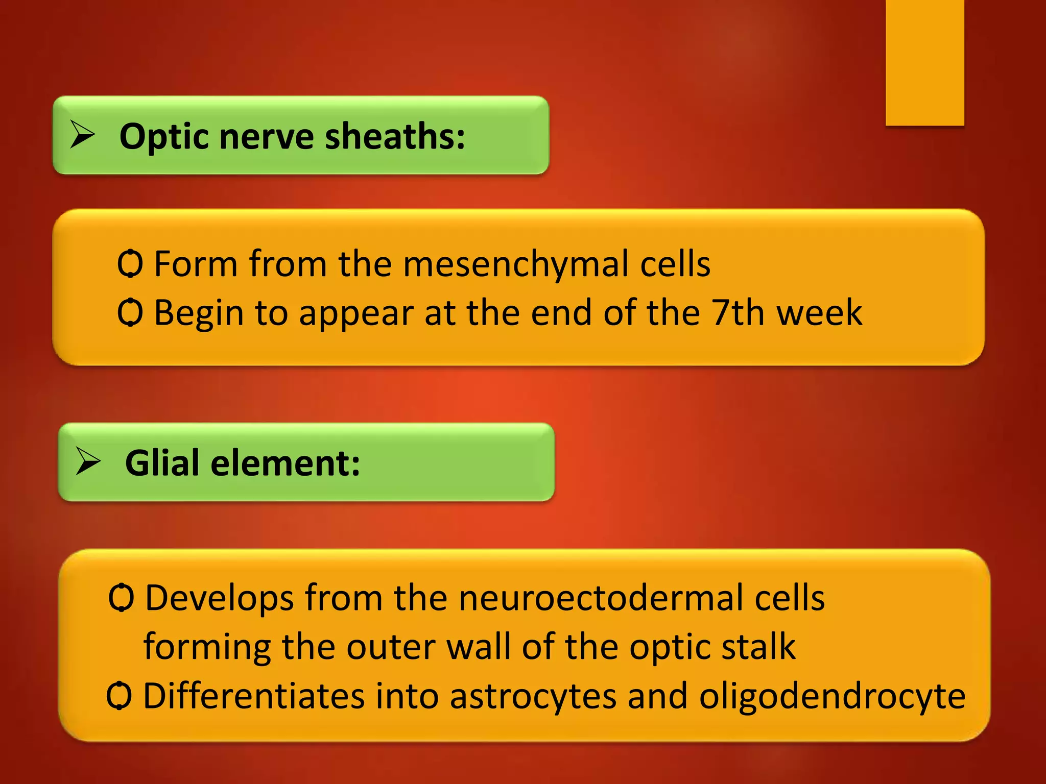 Anatomy of optic nerve (Optic Nerve Anatomy), Blood Supply & Clinical ...