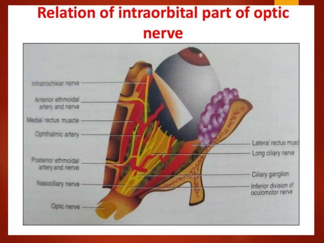 Anatomy of optic nerve (Optic Nerve Anatomy), Blood Supply & Clinical Significance (healthkura ...
