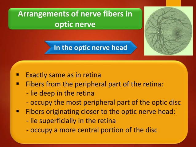 Anatomy of optic nerve (Optic Nerve Anatomy), Blood Supply & Clinical ...