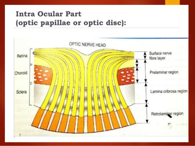 Anatomy of optic nerve