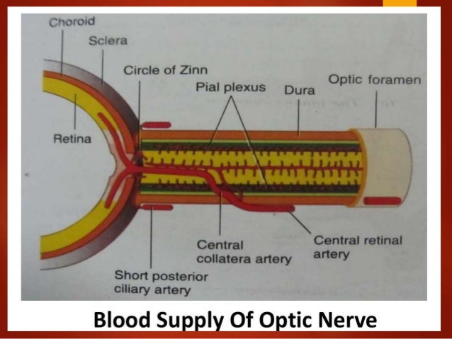 Anatomy of optic nerve, Blood Supply & Clinical Significance