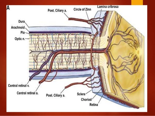 Anatomy of optic nerve, Blood Supply & Clinical Significance