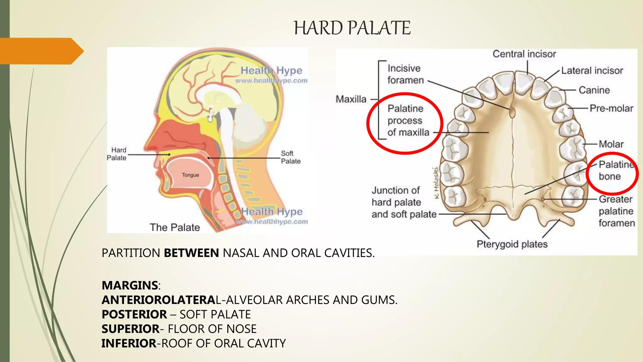 Anatomy of oral cavity and oropharynx | PPTX