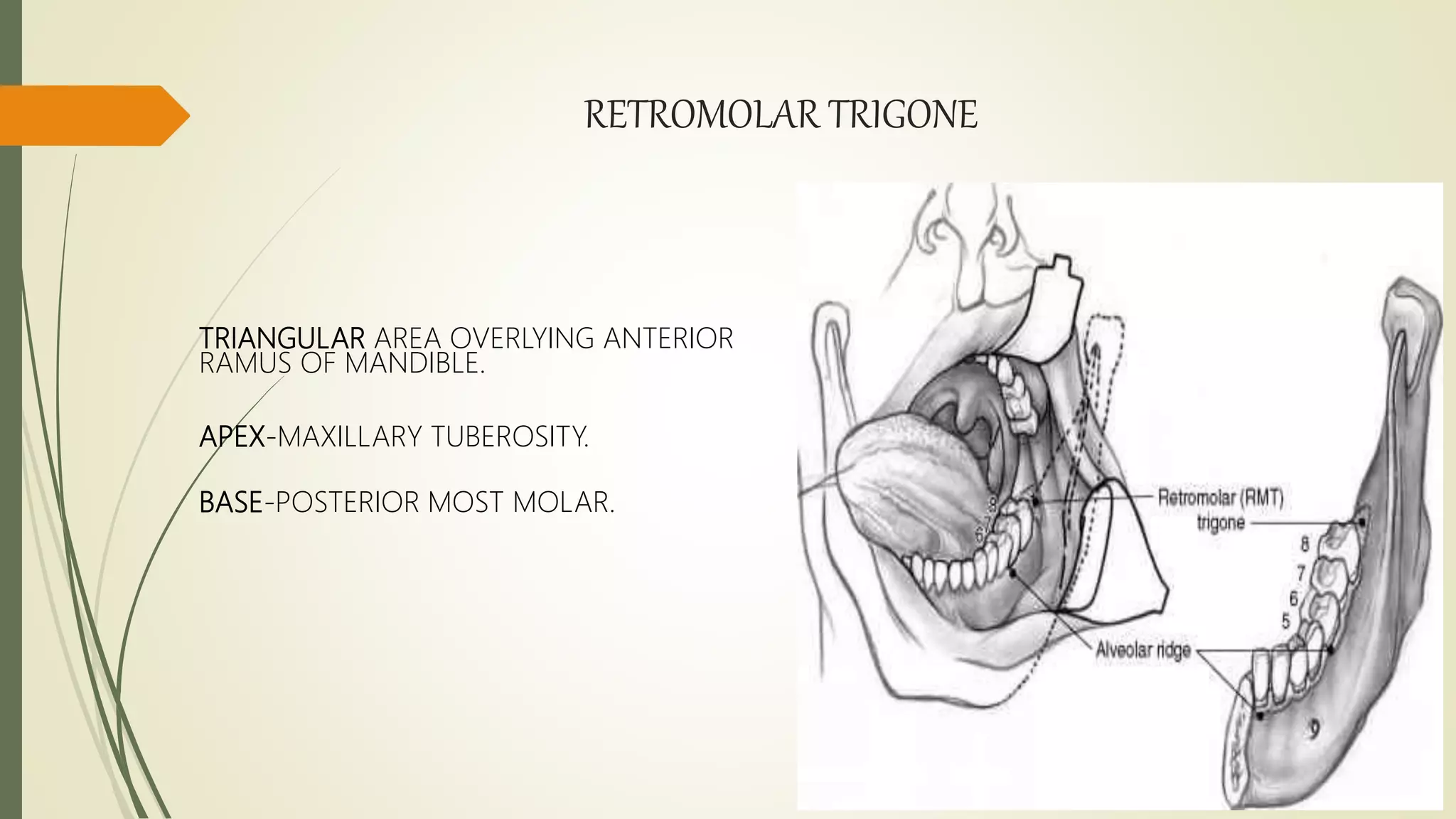 Anatomy of oral cavity and oropharynx | PPTX