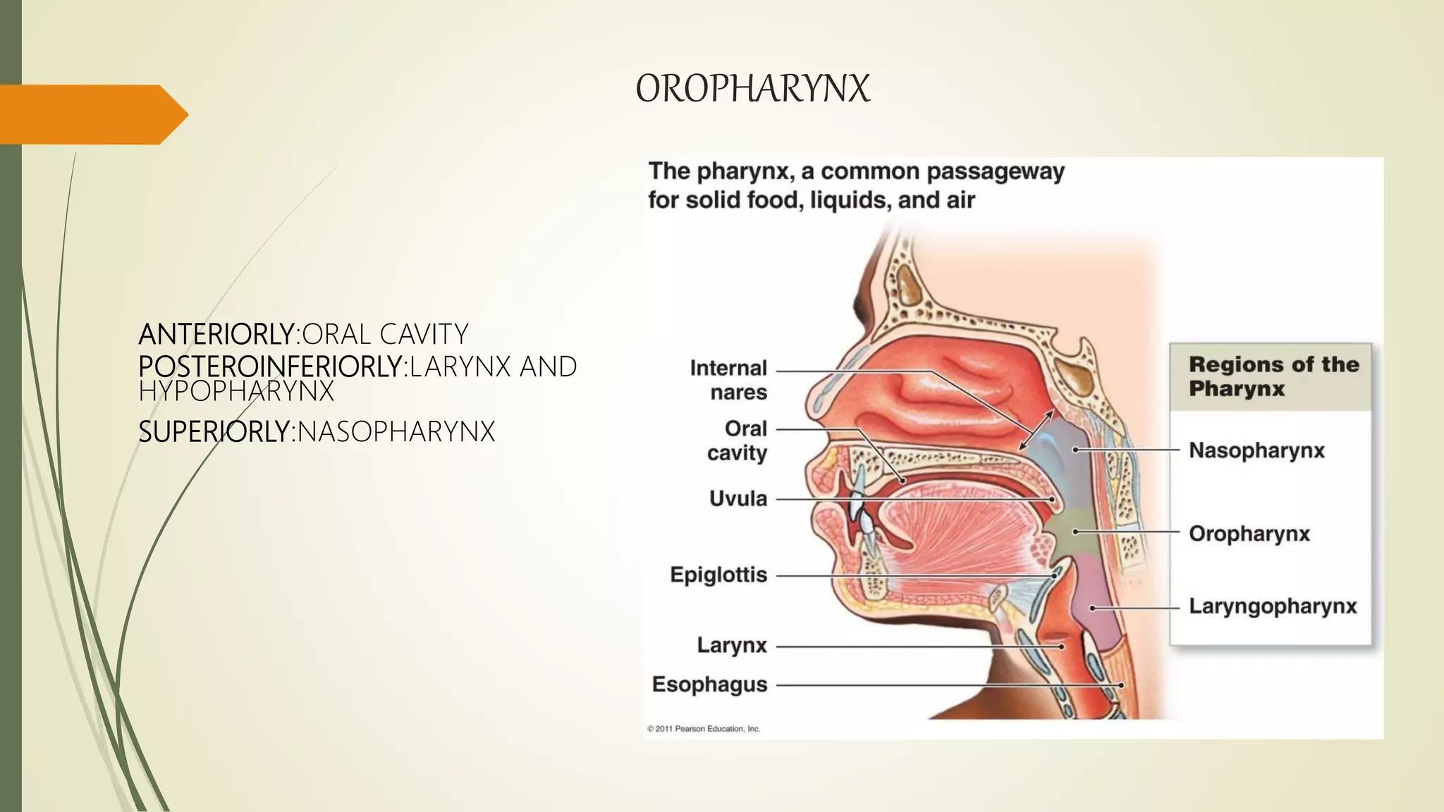 Anatomy of oral cavity and oropharynx | PPTX