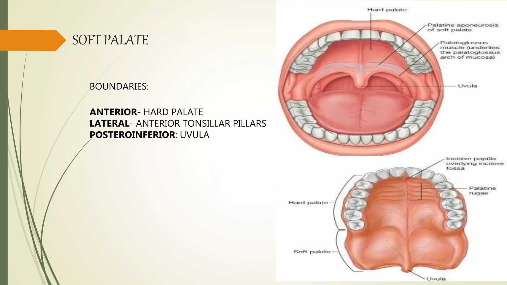 Anatomy of oral cavity and oropharynx | PPTX