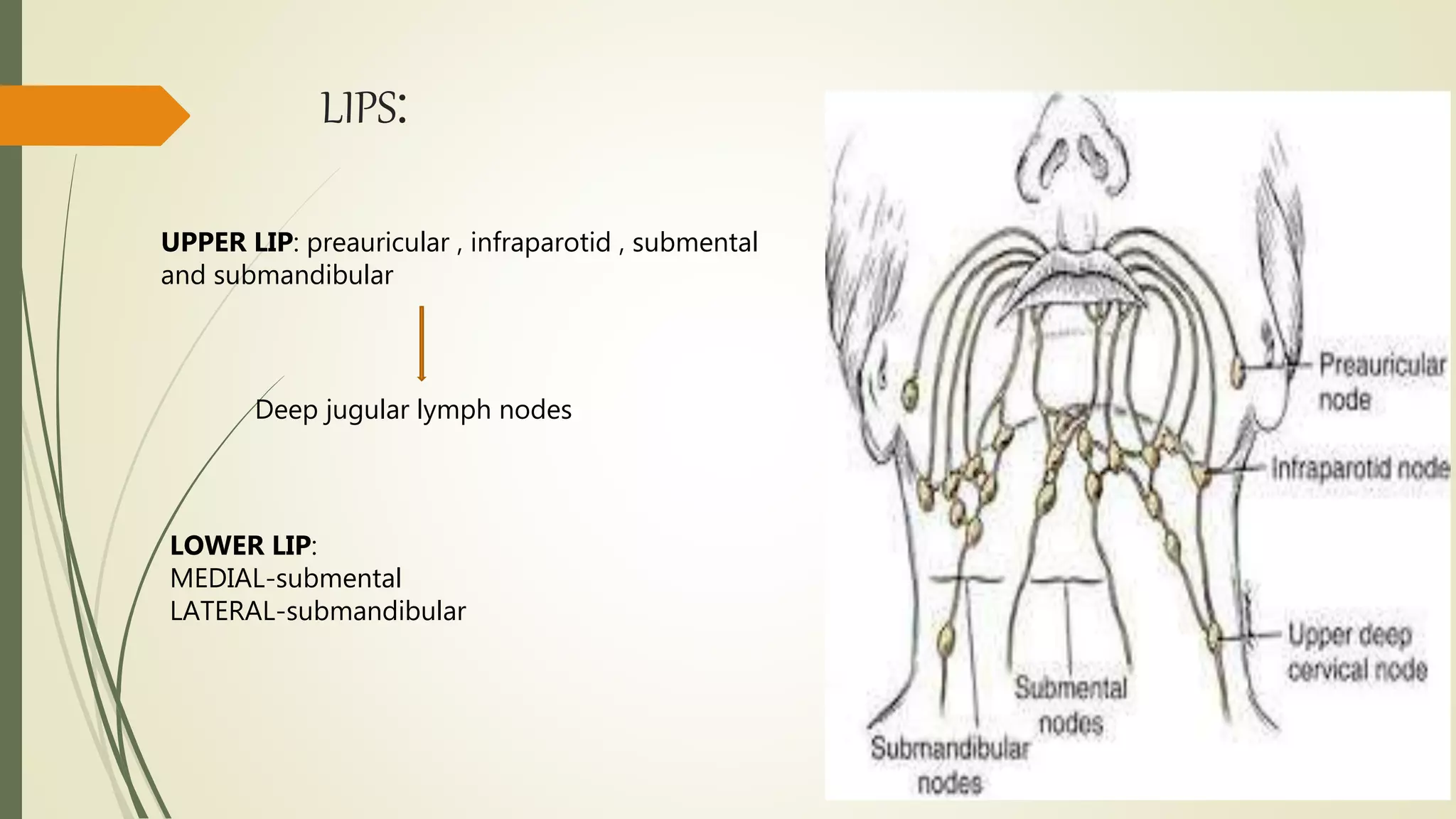 Anatomy of oral cavity and oropharynx | PPTX