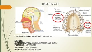 Anatomy of oral cavity and oropharynx | PPTX