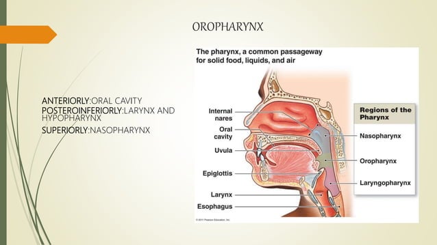 Anatomy of oral cavity and oropharynx | PPTX
