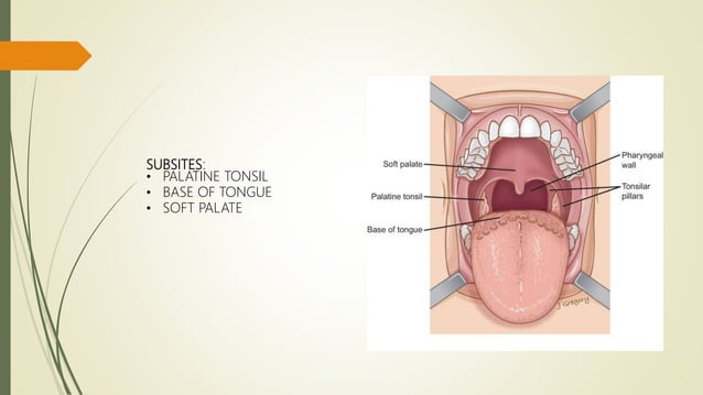 Anatomy of oral cavity and oropharynx | PPTX