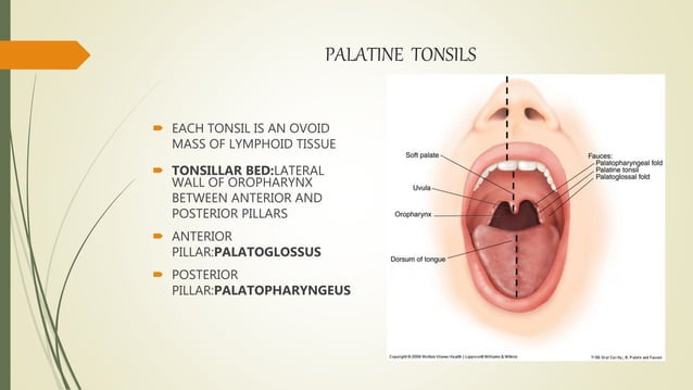 Anatomy of oral cavity and oropharynx | PPTX
