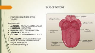 Anatomy of oral cavity and oropharynx | PPTX