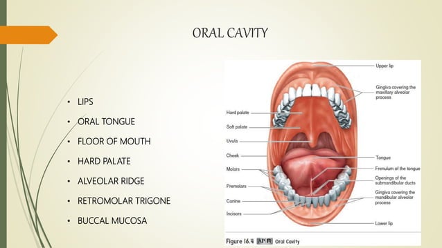 Anatomy of oral cavity and oropharynx | PPTX