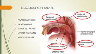 Anatomy of oral cavity and oropharynx | PPTX