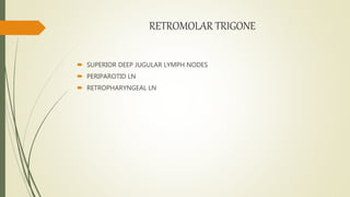 Anatomy of oral cavity and oropharynx | PPTX