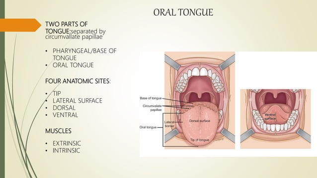 Anatomy of oral cavity and oropharynx | PPTX