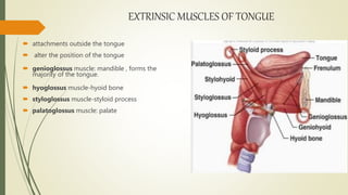 Anatomy of oral cavity and oropharynx | PPTX