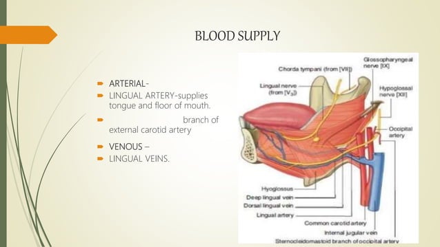 Anatomy of oral cavity and oropharynx | PPTX