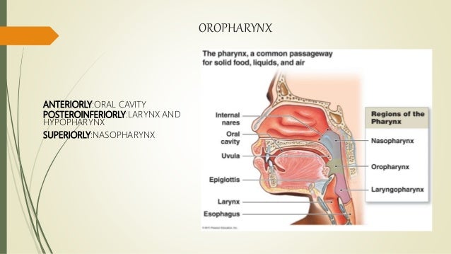 Anatomy of oral cavity and oropharynx
