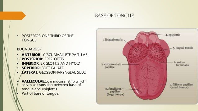 Anatomy of oral cavity and oropharynx