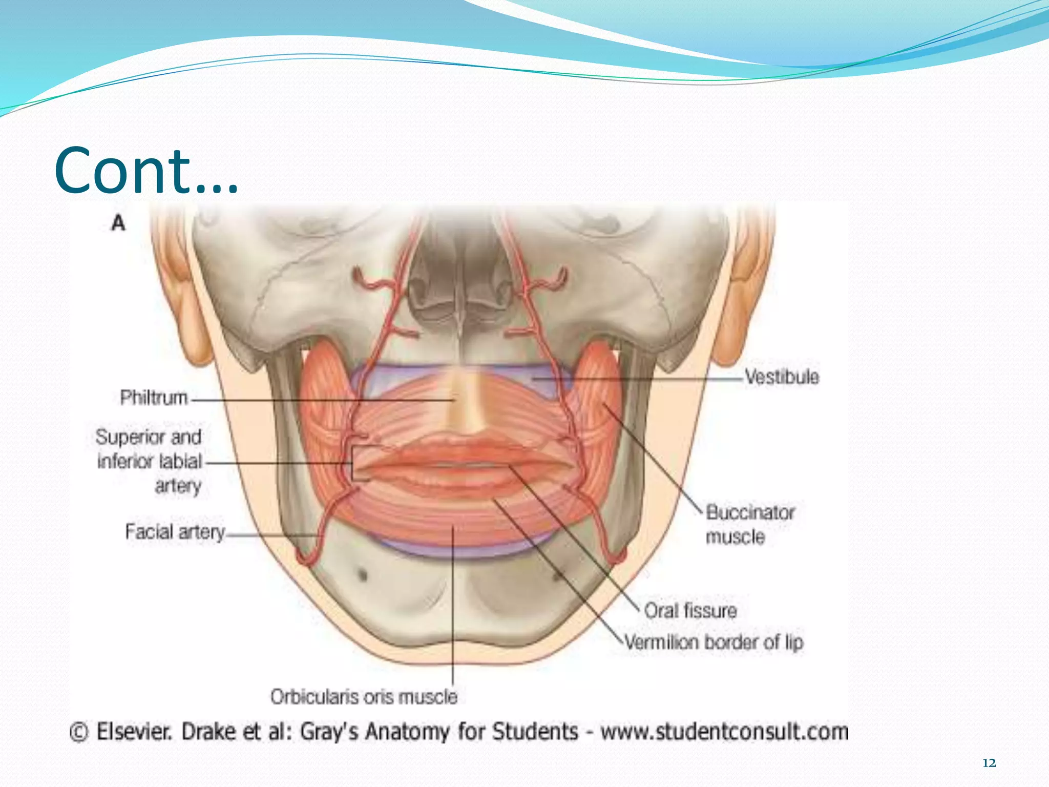 Anatomy of oral cavity | PPTX | Ear, Nose and Throat Conditions | Diseases and Conditions