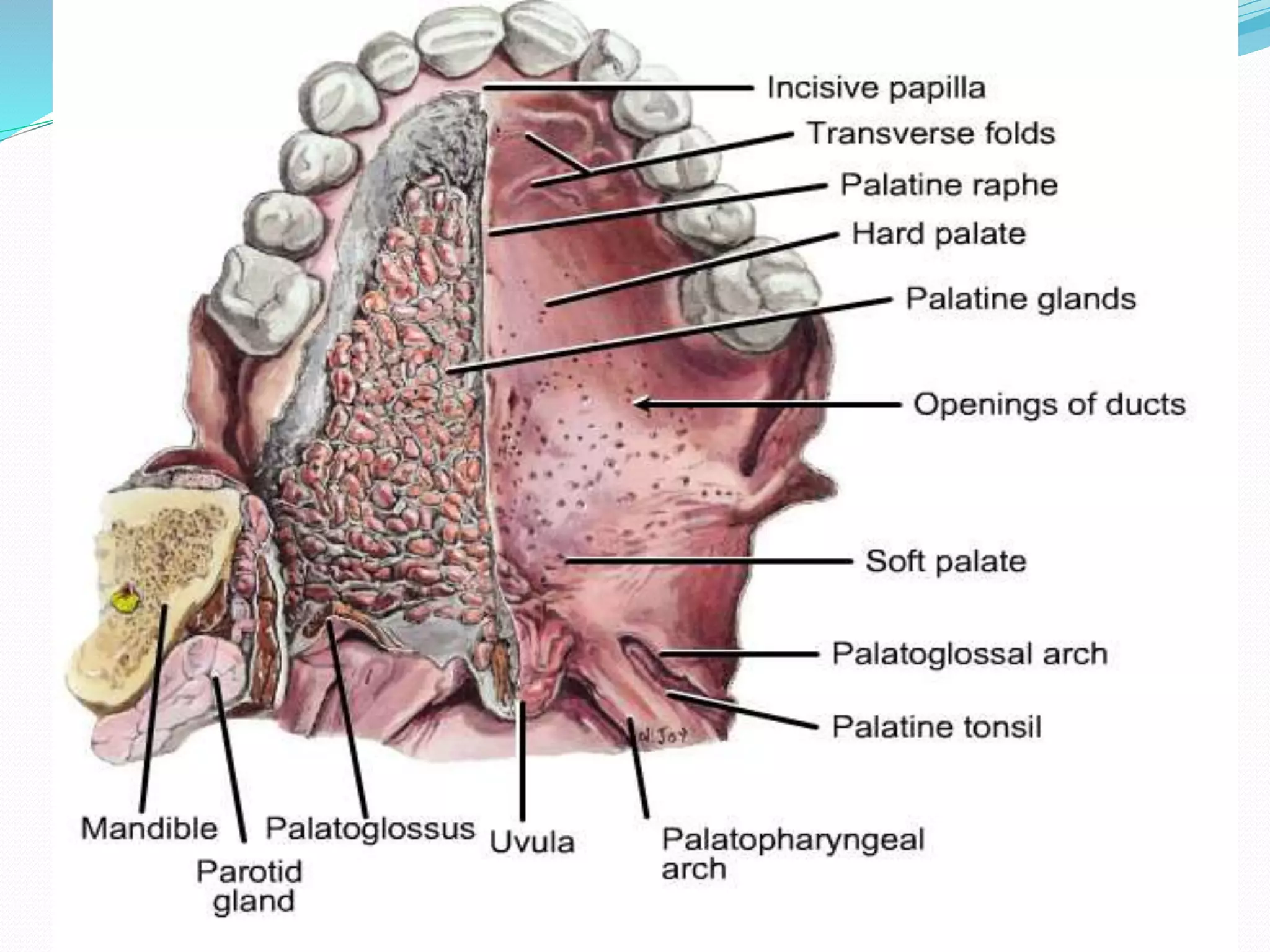 Anatomy of oral cavity | PPTX | Ear, Nose and Throat Conditions ...