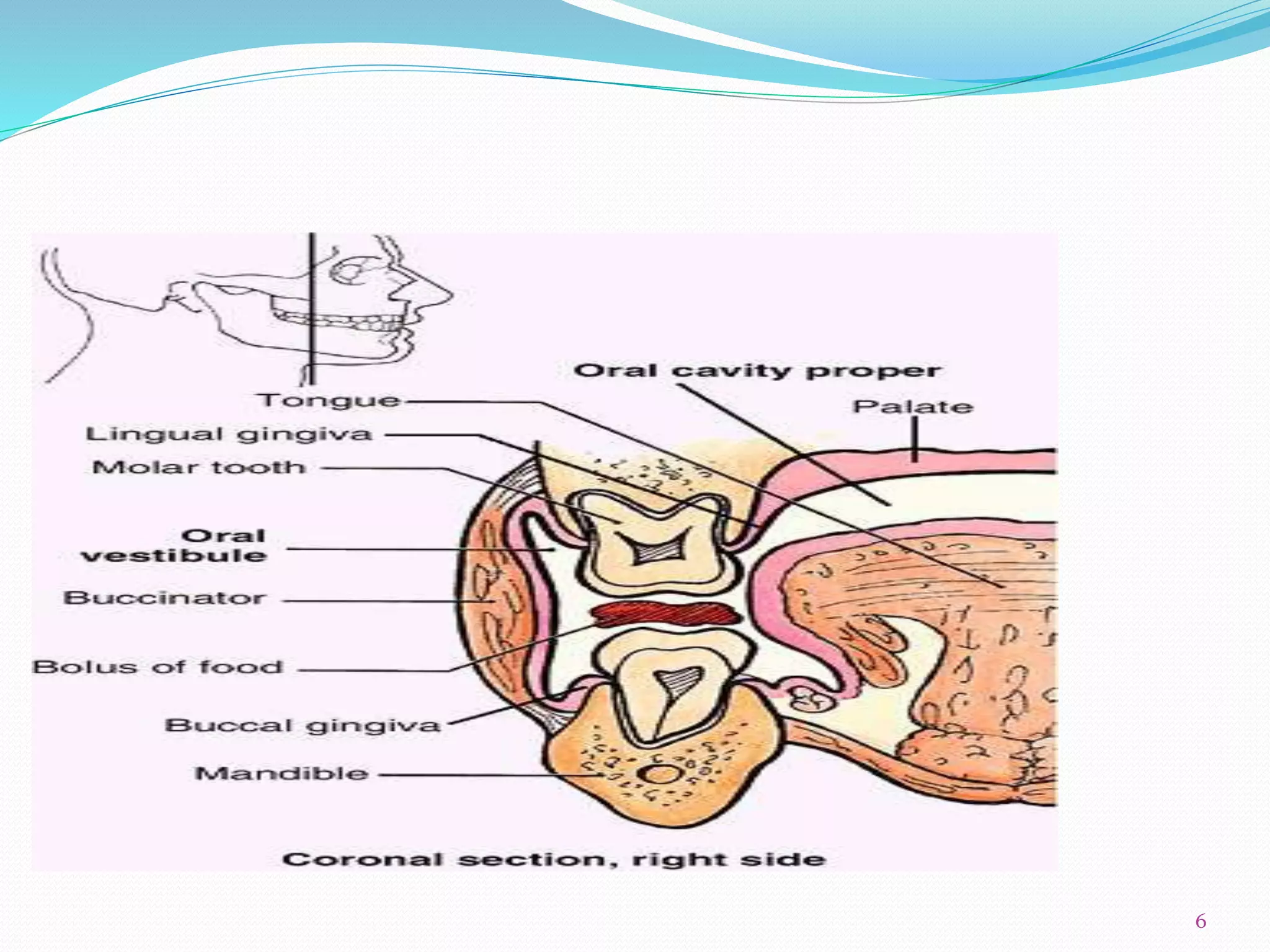 Anatomy of oral cavity | PPTX