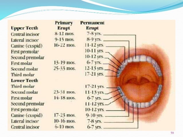 Anatomy of oral cavity
