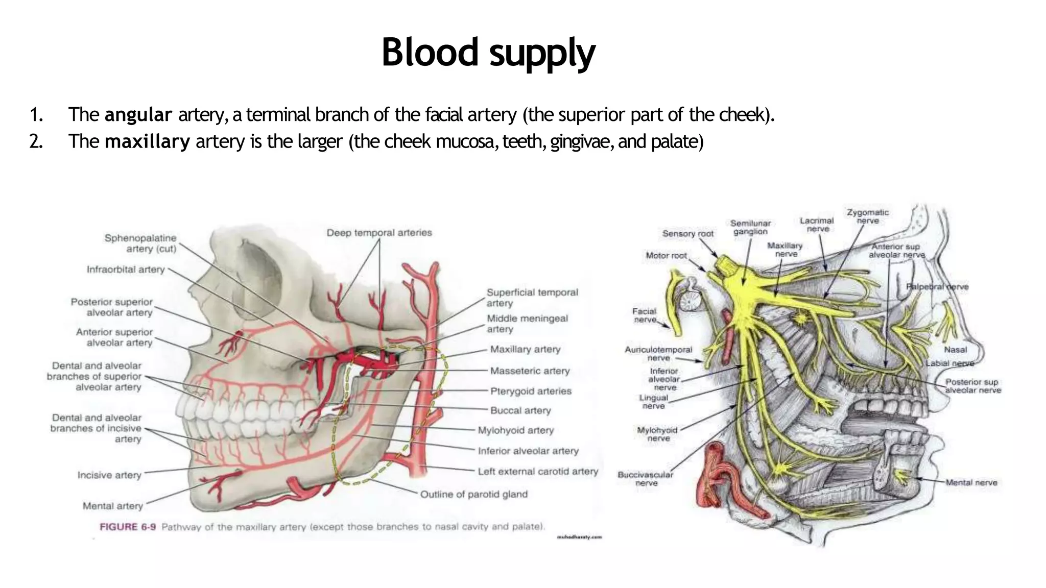 Anatomy of oral cavity .pptx