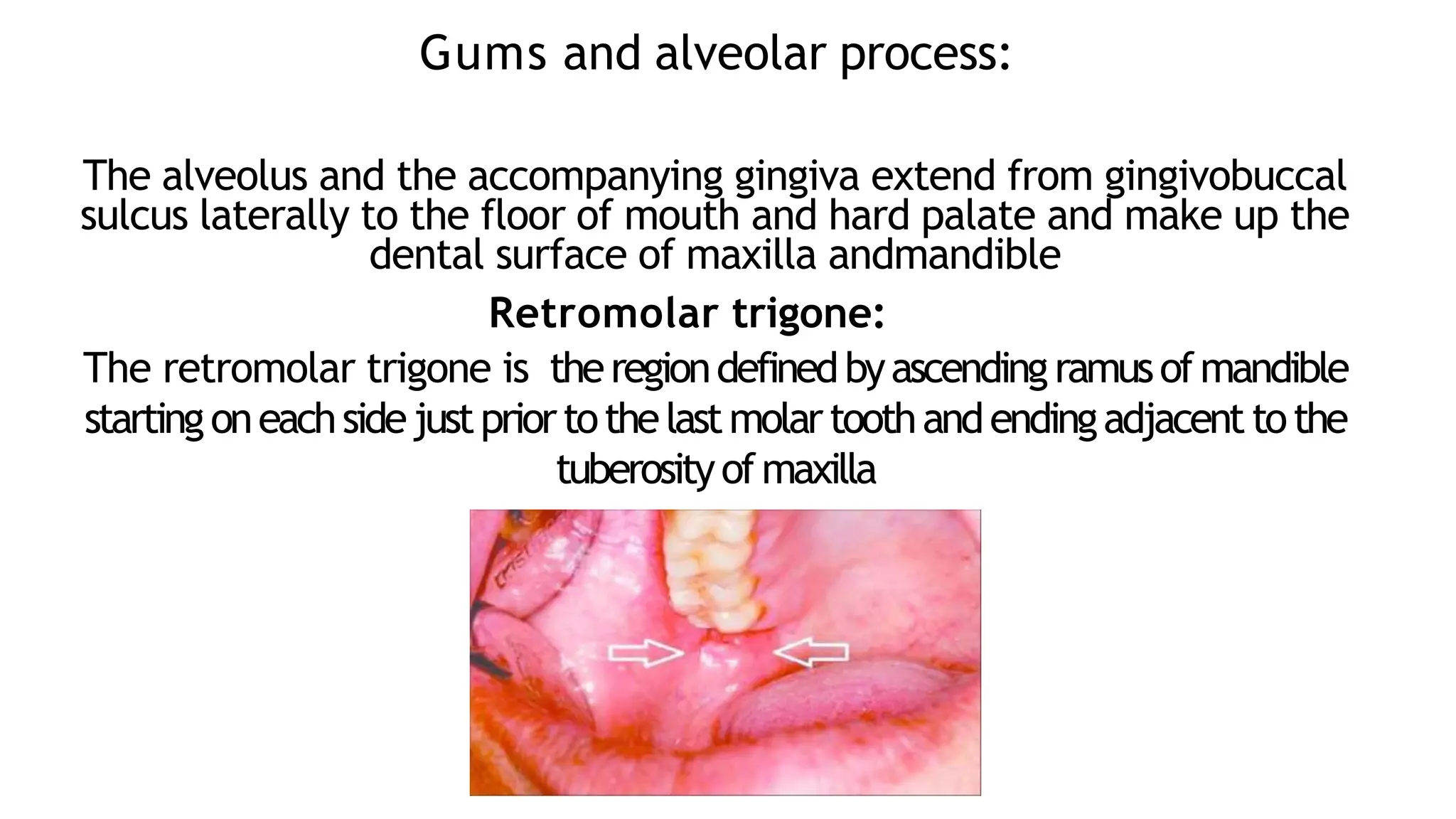 Anatomy of oral cavity .pptx