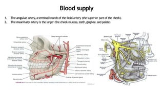 Anatomy of oral cavity .pptx