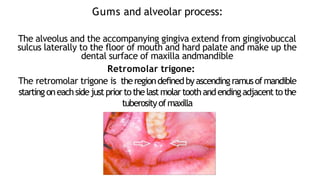 Anatomy of oral cavity .pptx