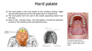 Anatomy of oral cavity .pptx