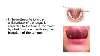 Anatomy of oral cavity .pptx