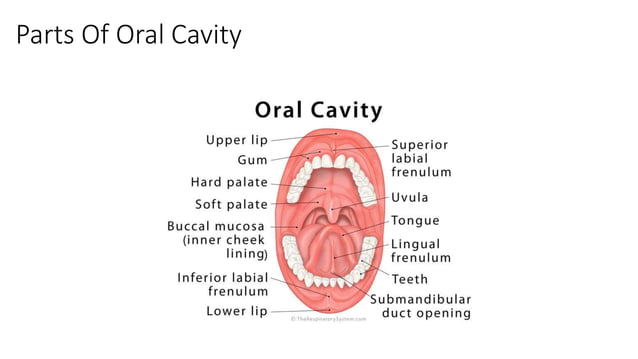 Anatomy of Oral Cavity with applied anatomy.pptx | Skin and Dermatology ...