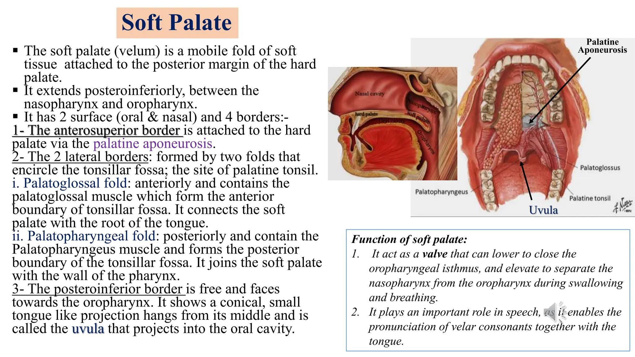 Anatomy of the Oral cavity and tongue .ppsx