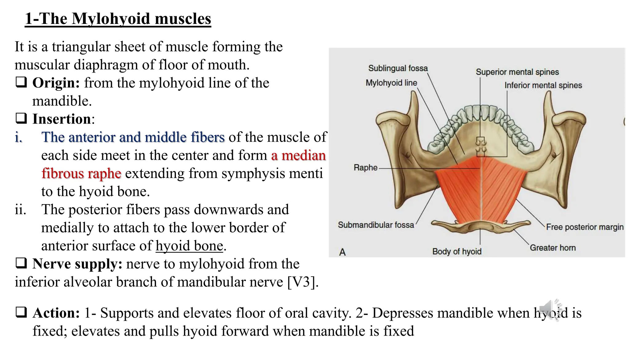 Anatomy of the Oral cavity and tongue .ppsx