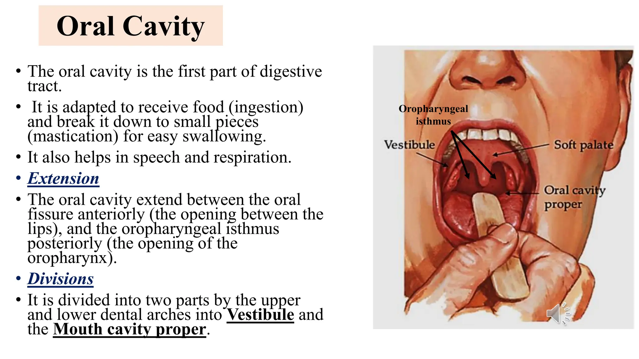 Anatomy of the Oral cavity and tongue .ppsx