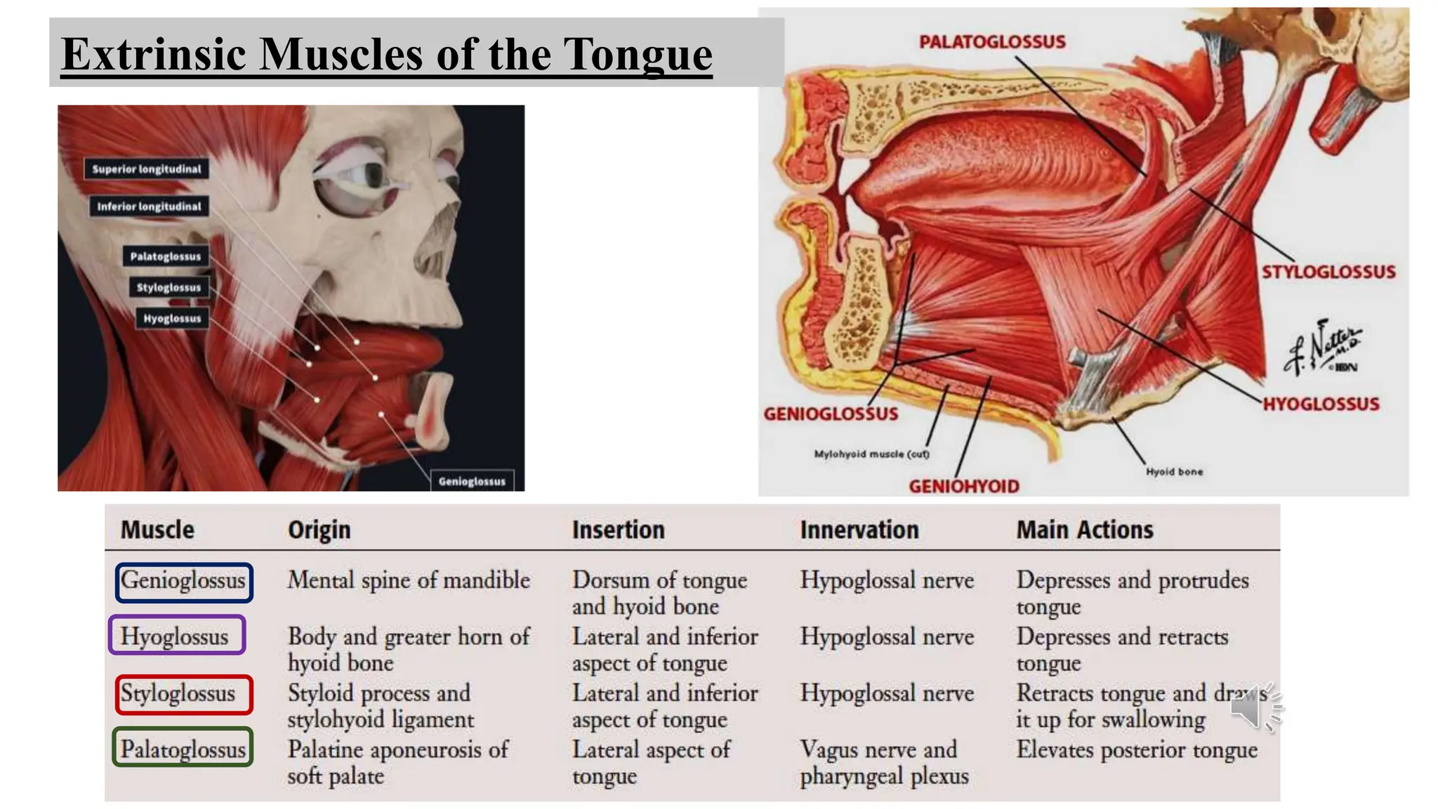 Anatomy of the Oral cavity and tongue .ppsx